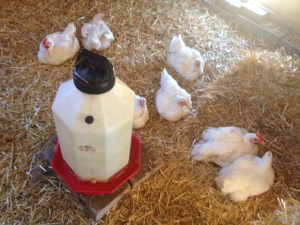 Sumo Birds « JAZ Farm Blog